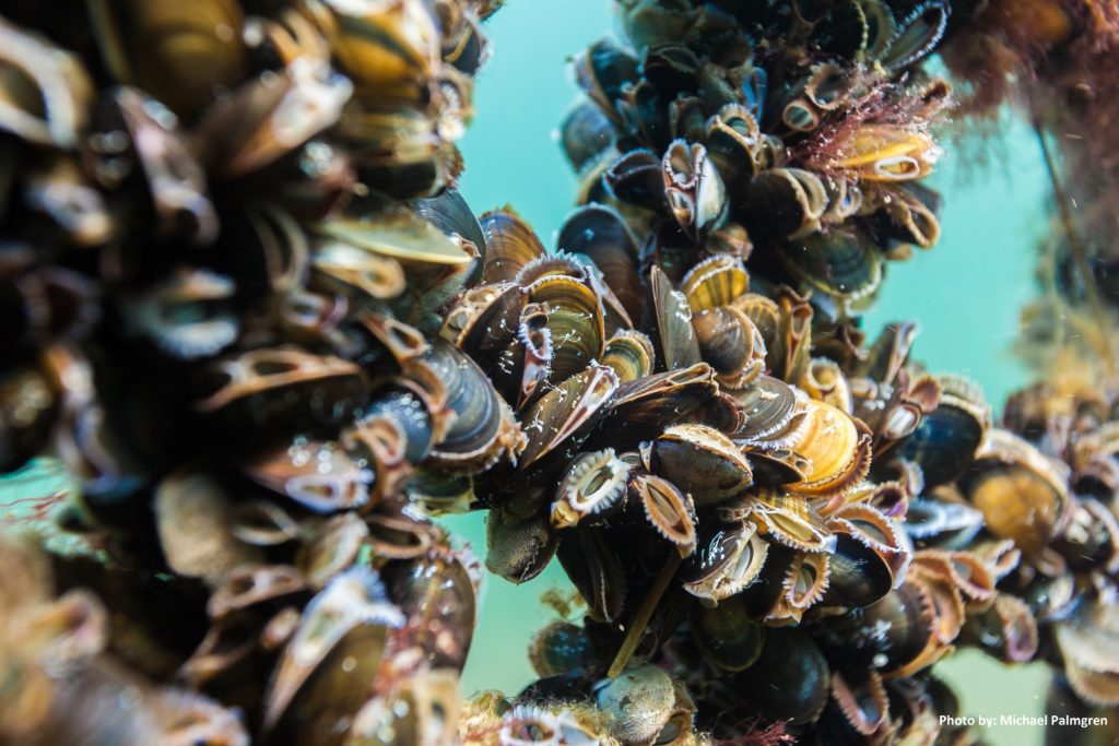 [Infographic] How ICLEI’s five pathways contribute to the Sustainable ...